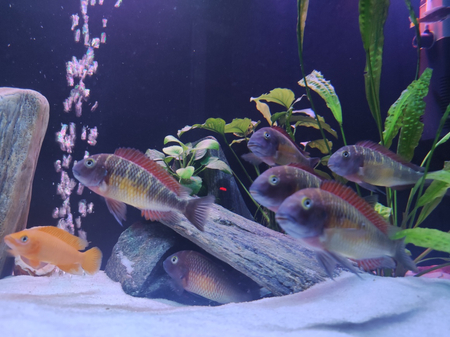 Tropheus Red Rainbow f1