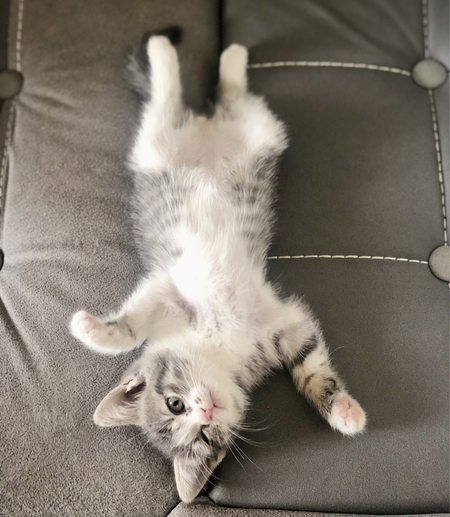 Кошка, мушук, 2 месяц.
