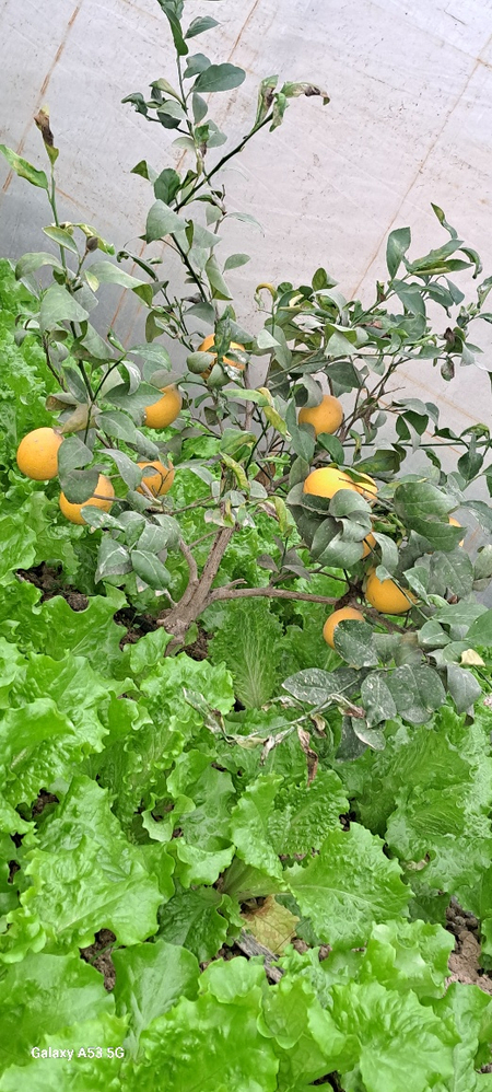 limon kochati miyer sorti