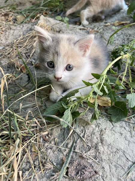 Mushukcha,Кошка,mushuk