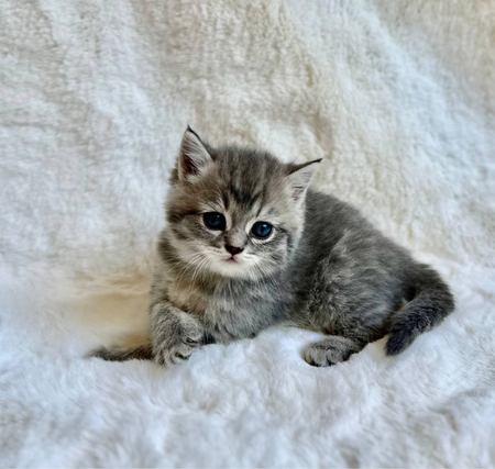 Скотч страйд девочка