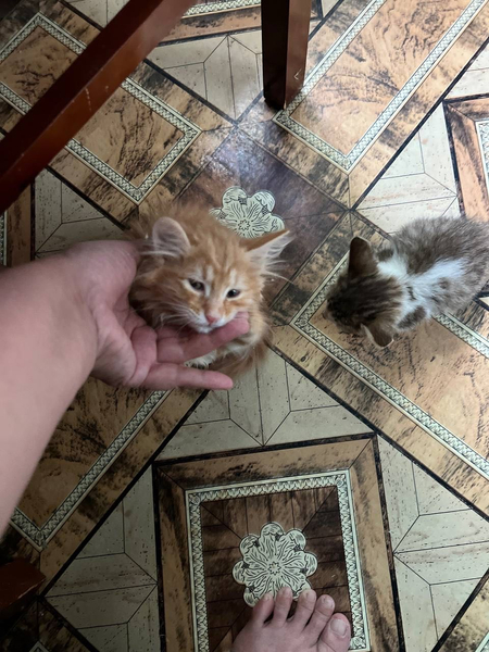 Бесплатно котята в добрые руки