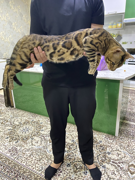 Bengalski mushuk