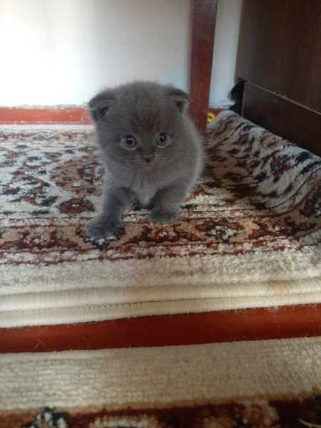 Продаётся котята
