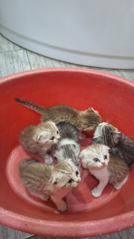 Котята скоттиш фолд