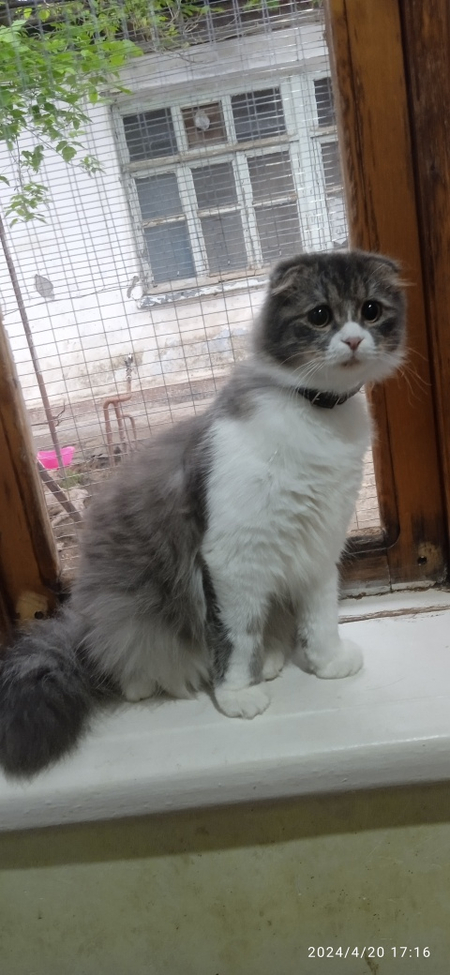 Продаются шотландские котята