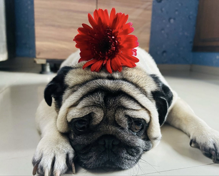 Mops sotiladi erkak