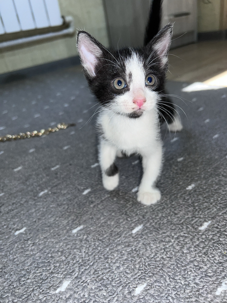 Котята в добрые руки, Ц-4