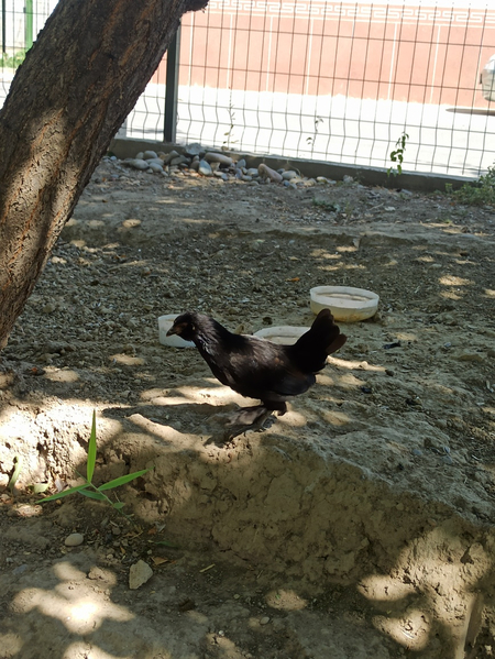 Yapon jo'ja 3 oyli bop qogan