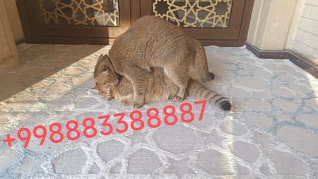 Вязка кота Золотая шиншилла.