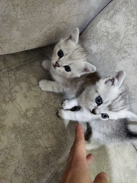 Продаются котята скоттиш страйт