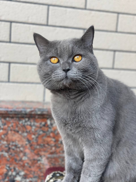 Британская короткошерстный кот