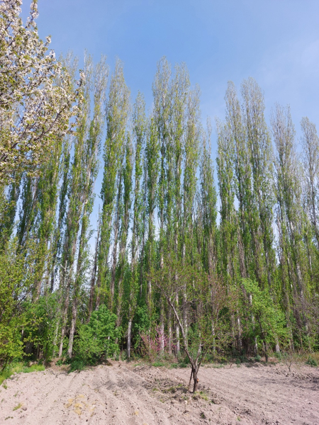 Terak Sotiladi , kelishamiz