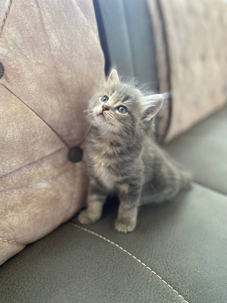 Котята скотишь страйт