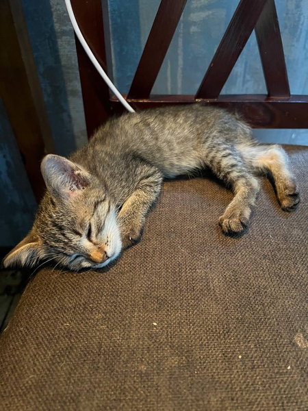 Бесплатно котята в добрые руки