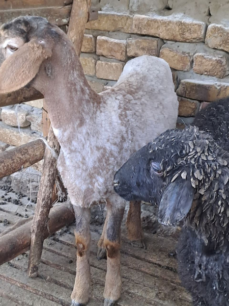 Qõchqorlar va qõylar sotiladi