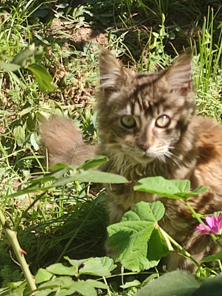 Кошечка Мейн-Кун 4 месяца