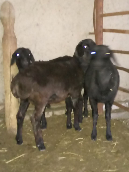 Barachala 3lasi ekizak yow barachala
