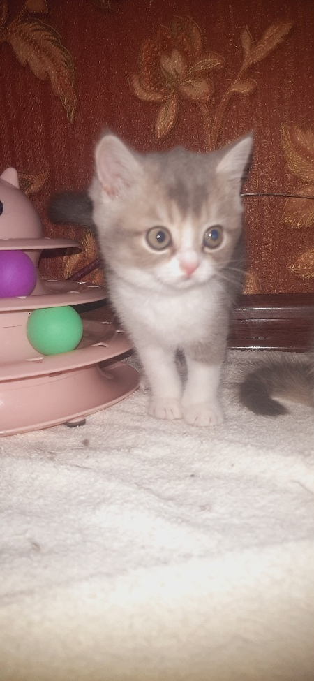 Девочка скоттиш страйт