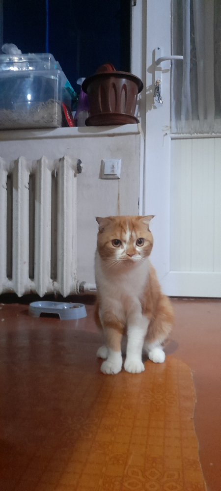 Продам кота скоттиш фолд 10 месяцев