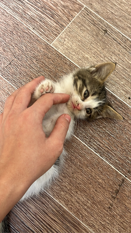 Отдам котят в хорошие руки