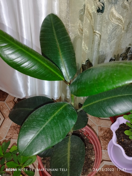 Chiroyli Gullar sotiladi