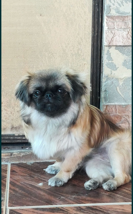 Pekines zoti toza
