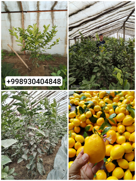 Limon ko'chat sotladi
