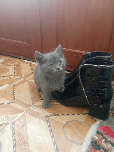 Продается кошка скотиш фолд и скотиш страйд