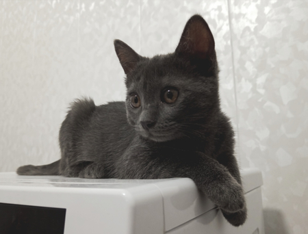 Котёнок(девочка) Британец (прямоухий)