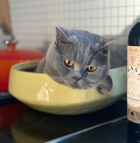 Вязка Скоттиш Страйт