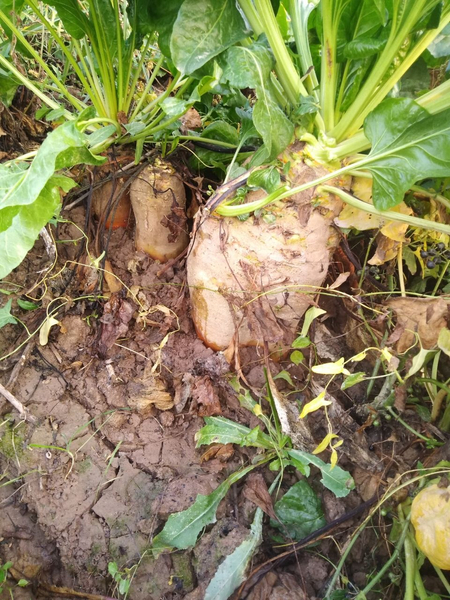 Sariq lavlagi polsha