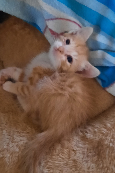Котята 1.5 месяцев