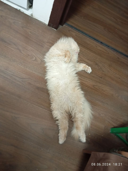 Персидский кошка