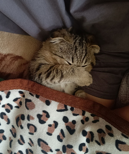 Шотландский вислоухий котенок