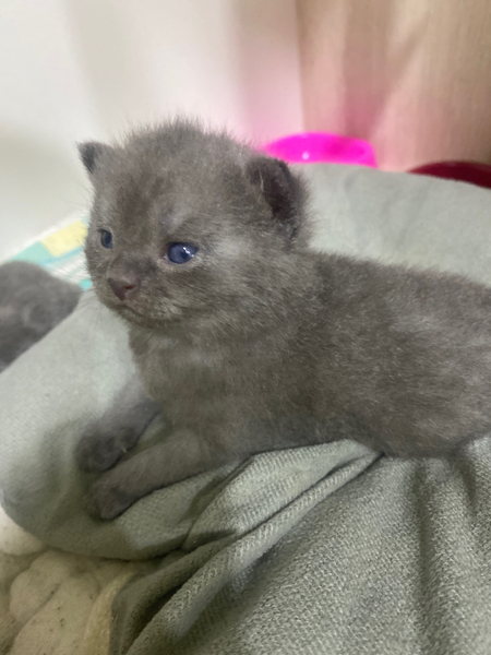 Мушук боласи скотиш фолд шотландскя
