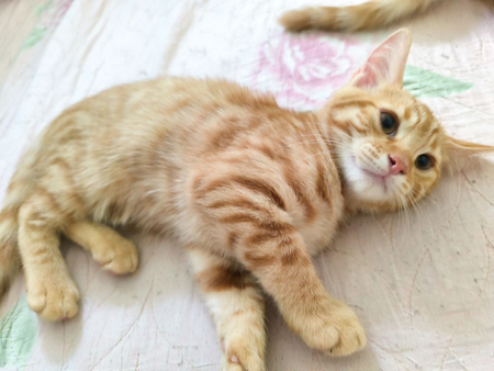 Продаётся британский котёнок