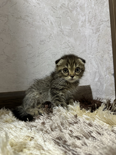 Скотиш фолд мальчик 2 месяцев