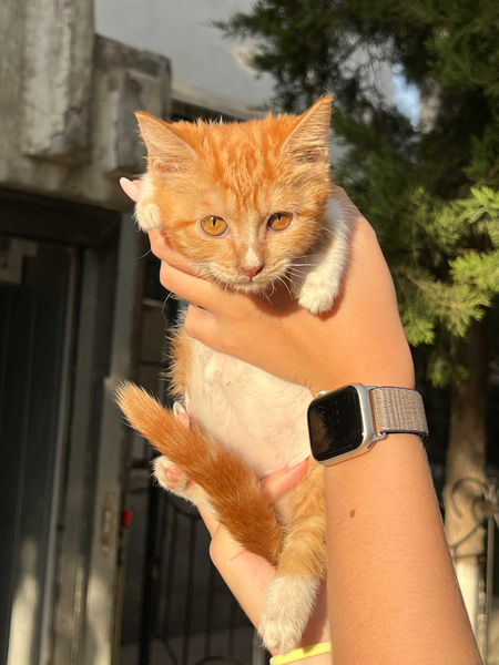 Рыжий мраморный котенок