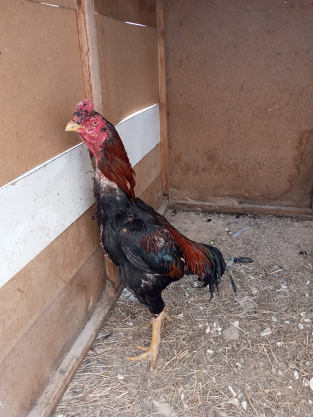 Karea yakido tullak