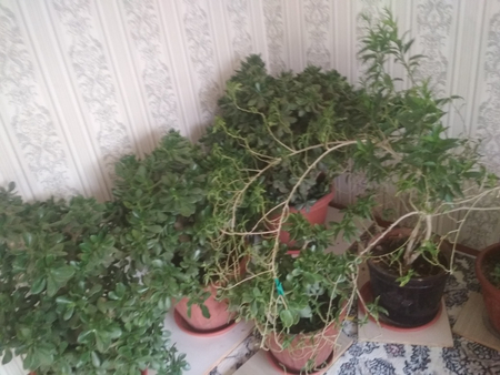 Denijni gul va boshqa guloar денжни дерива и дуриги свети narxlari xar