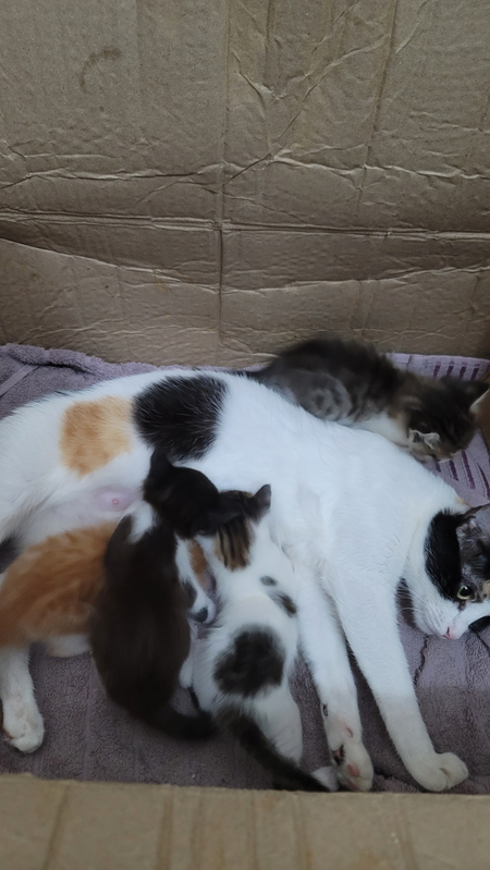Отдам котята срочно