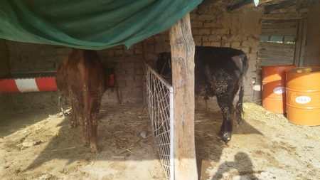 Buqacala sotiladi 1 yowdan otkan yeb iciwi soglom