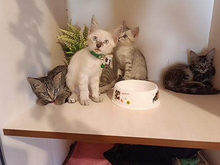 Скоттиш Страйт котята