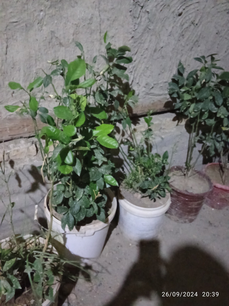 Limon koʻchatlari domashni