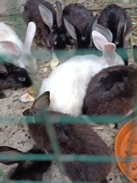 Toza quyonlar sotiladi 1 oylik,4oylik  tayyor paralar bor narxi kelish