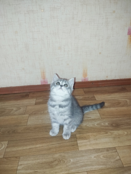 Скотиш страйт