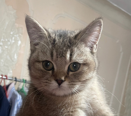 Котенок золотая шиншилла