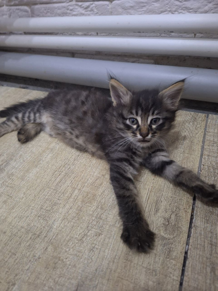 Бесплатно, котята
