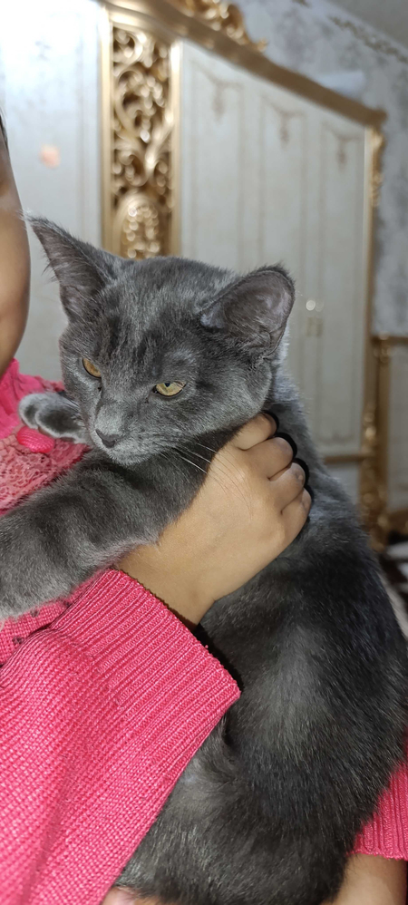 Мушук скотиш флоид британ сотилади.